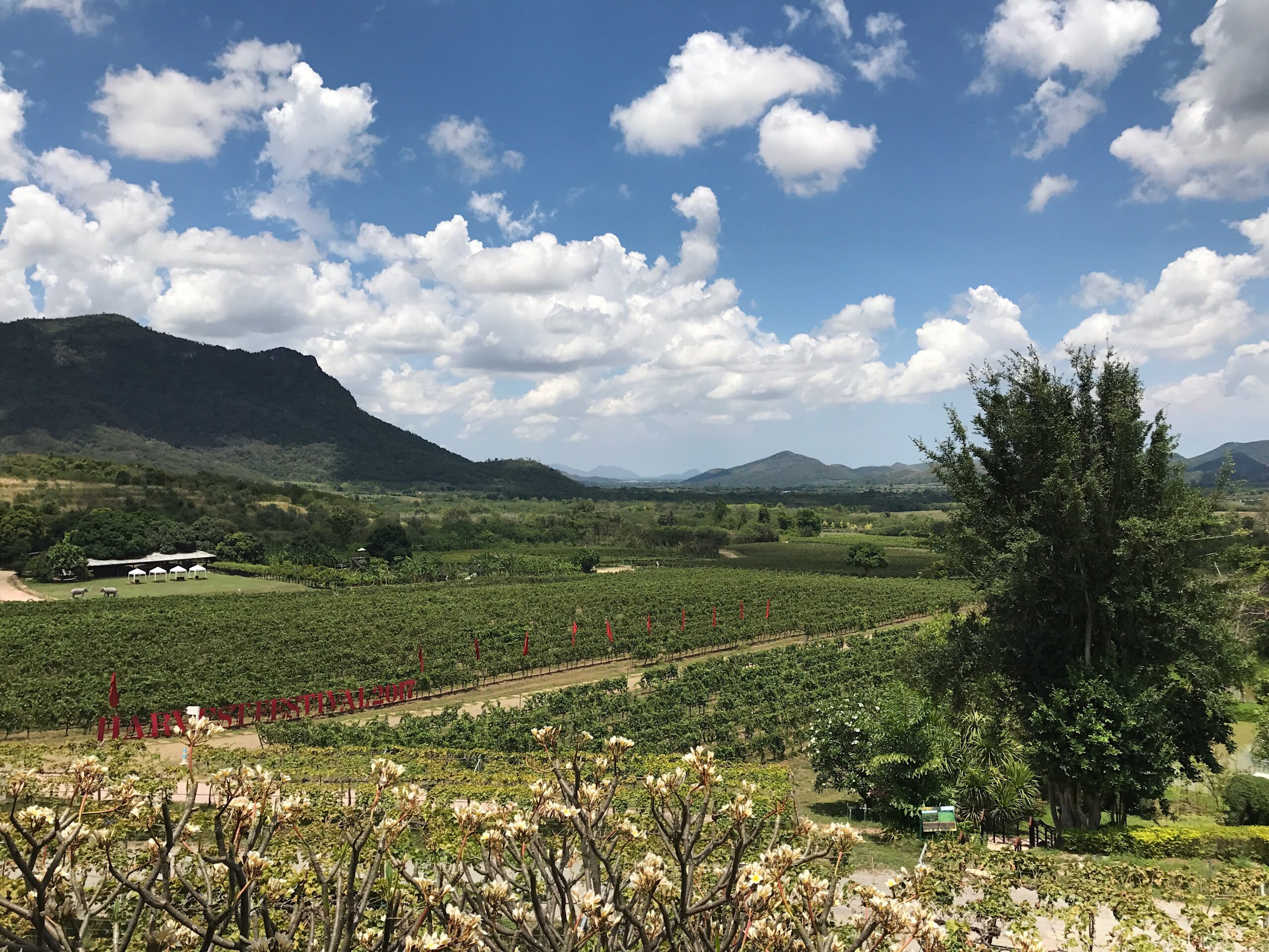 Soaking in the View at Monsoon Valley - Walking with Wally