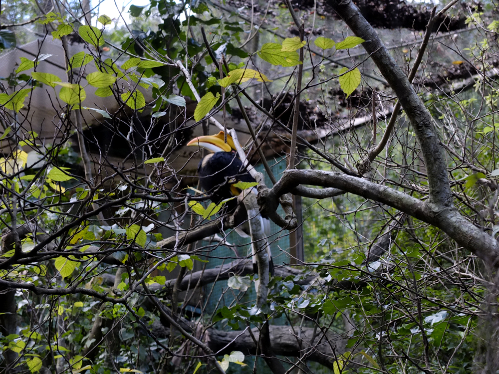 Fun at the Taipei (Muzha) Zoo - Walking with Wally