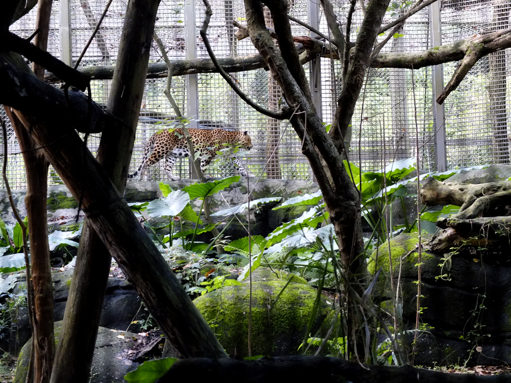 Fun at the Taipei (Muzha) Zoo - Walking with Wally