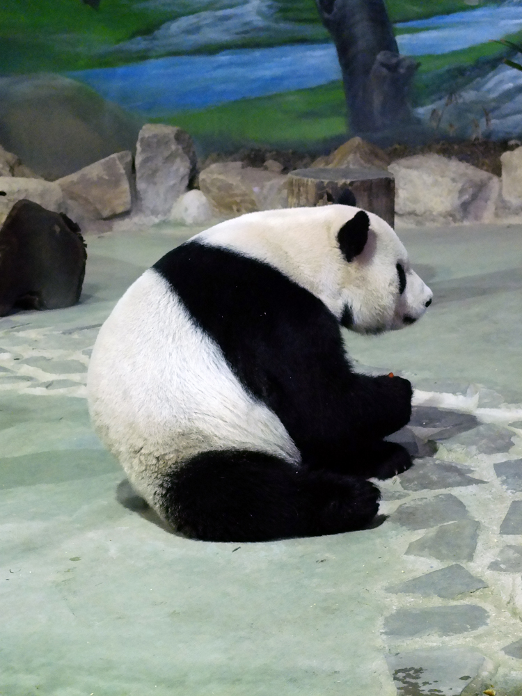 Fun at the Taipei (Muzha) Zoo - Walking with Wally