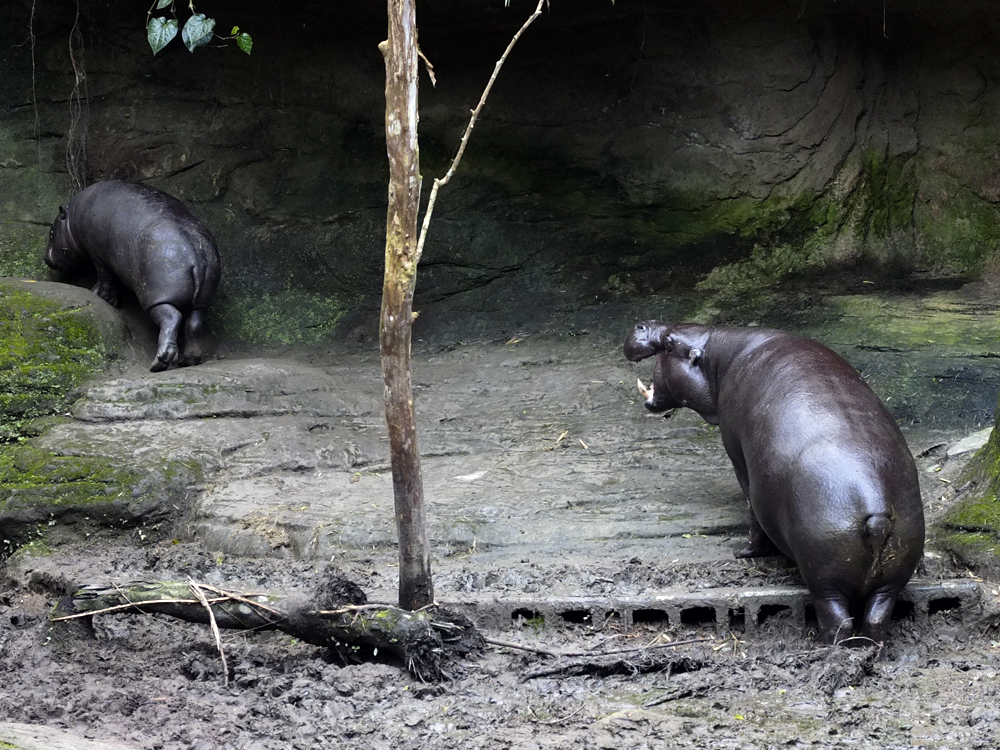 Fun at the Taipei (Muzha) Zoo - Walking with Wally
