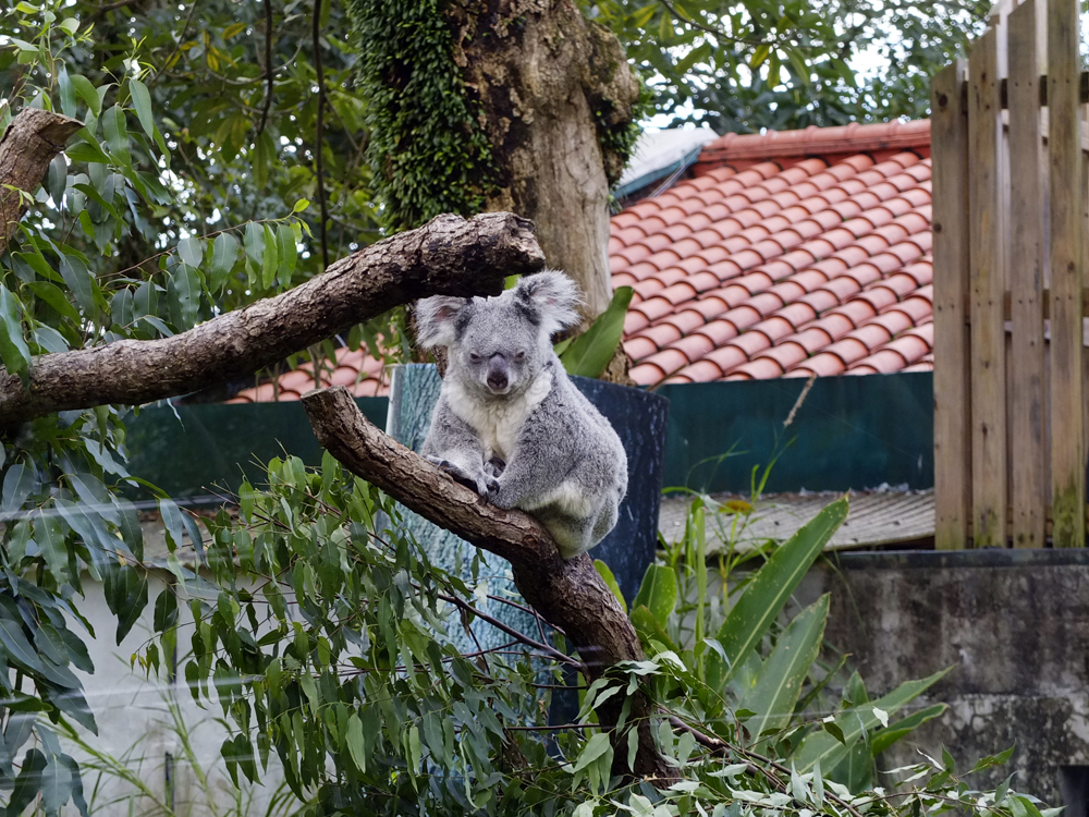 Fun at the Taipei (Muzha) Zoo - Walking with Wally